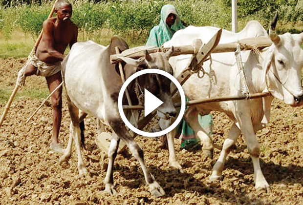 disabled-farmer-use-stick-as-leg | Rajiv Dixit | Rajiv Dixit Audio ...